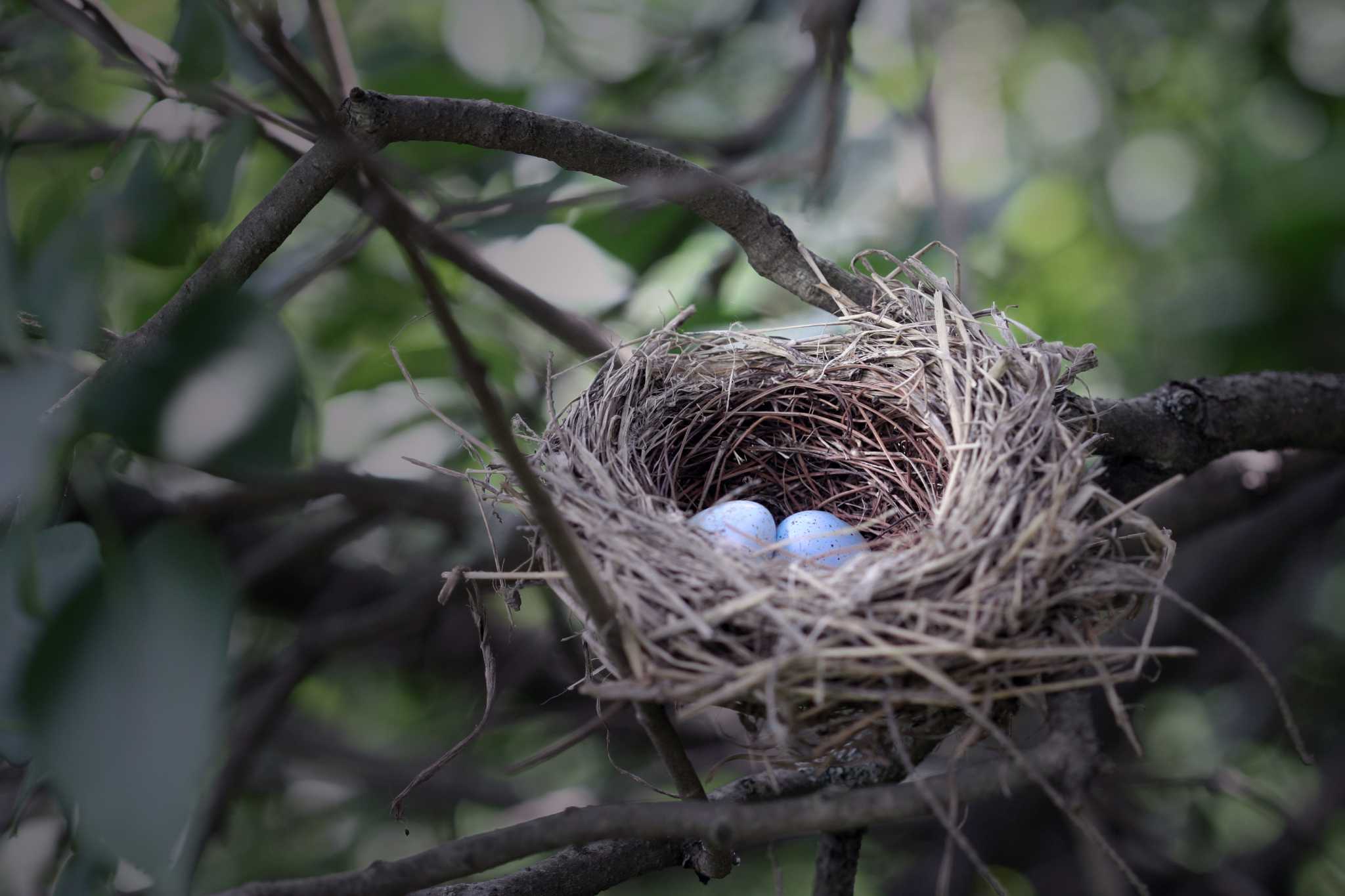 How to Prevent Birds From Building a Nest in an Outdoor Light Fixture