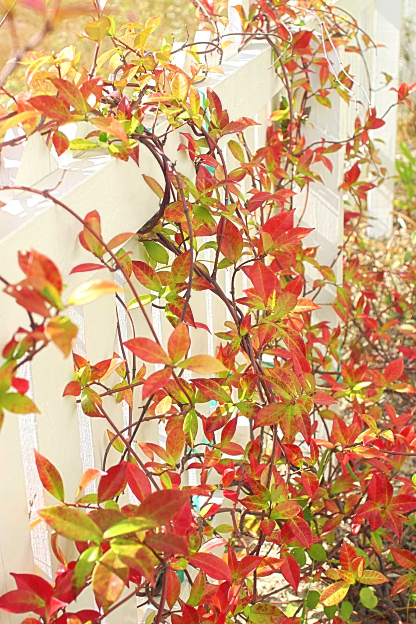 Vines With Blue Berries & Red Leaves in the Fall