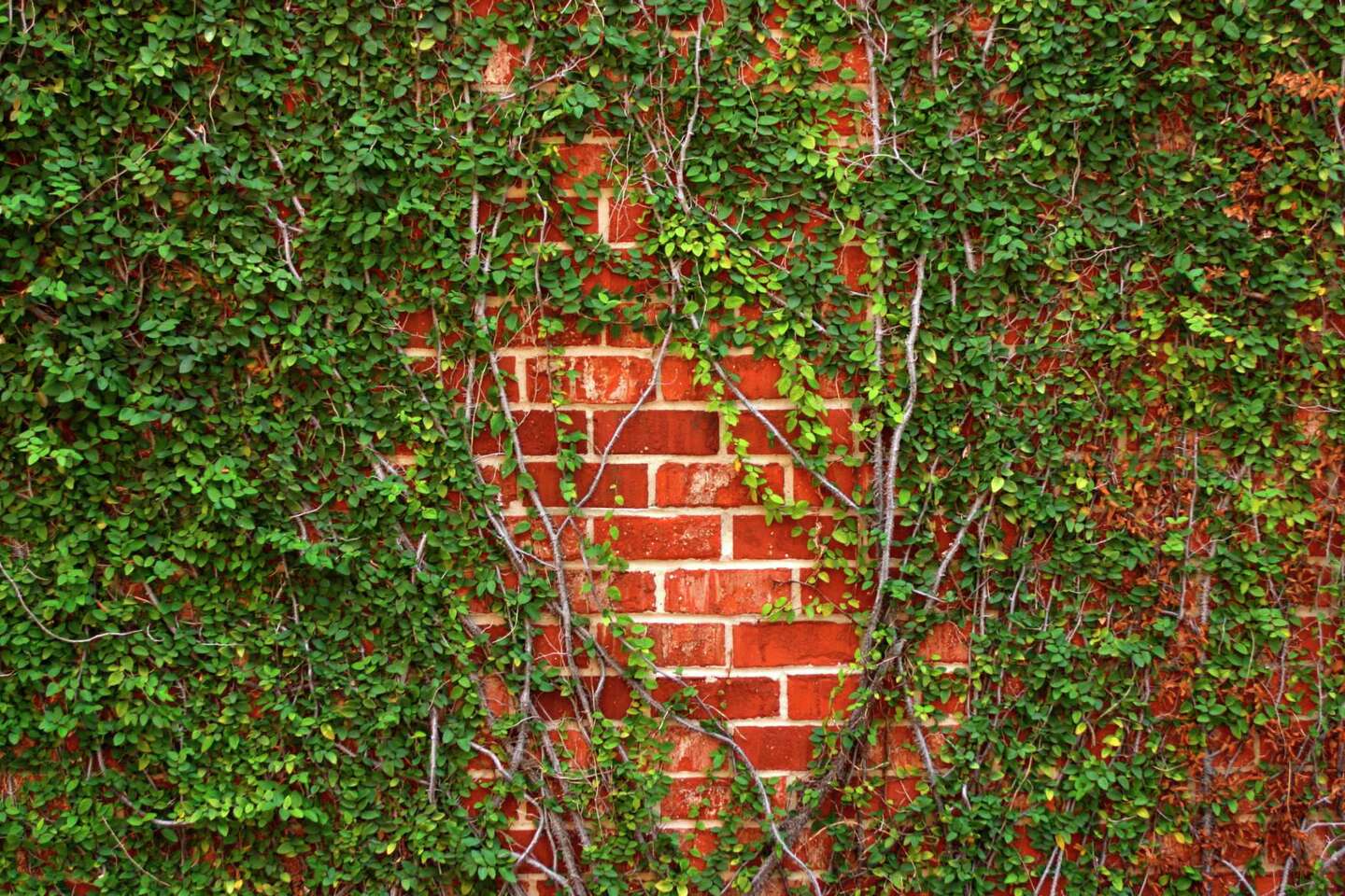 Vines That Will Not Damage Brick Mortar