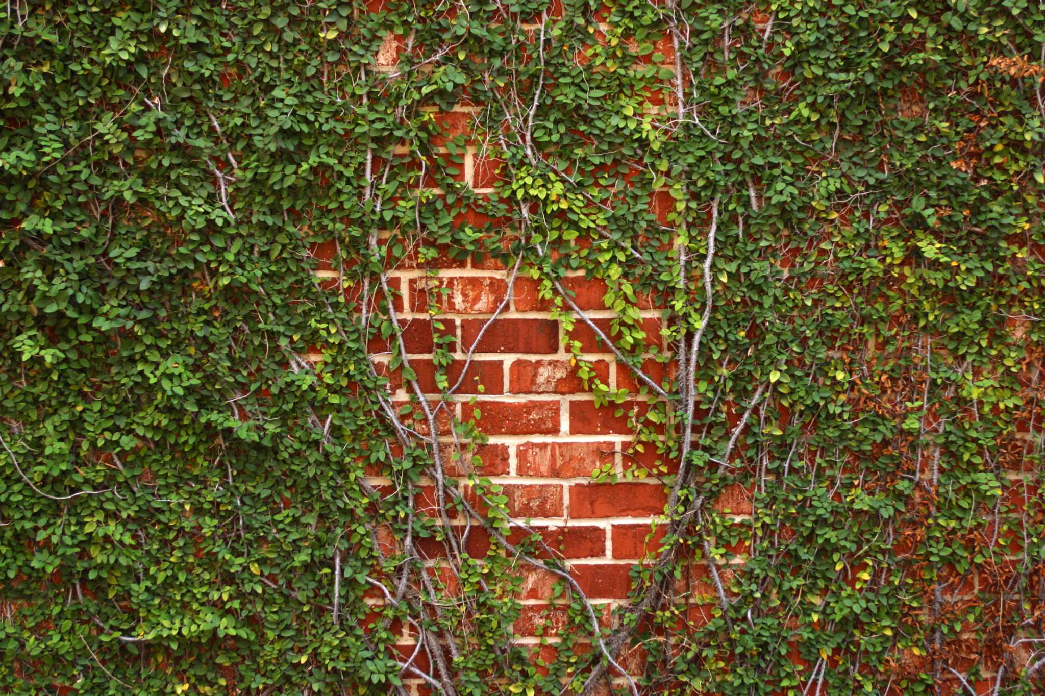 Vines That Will Not Damage Brick Mortar