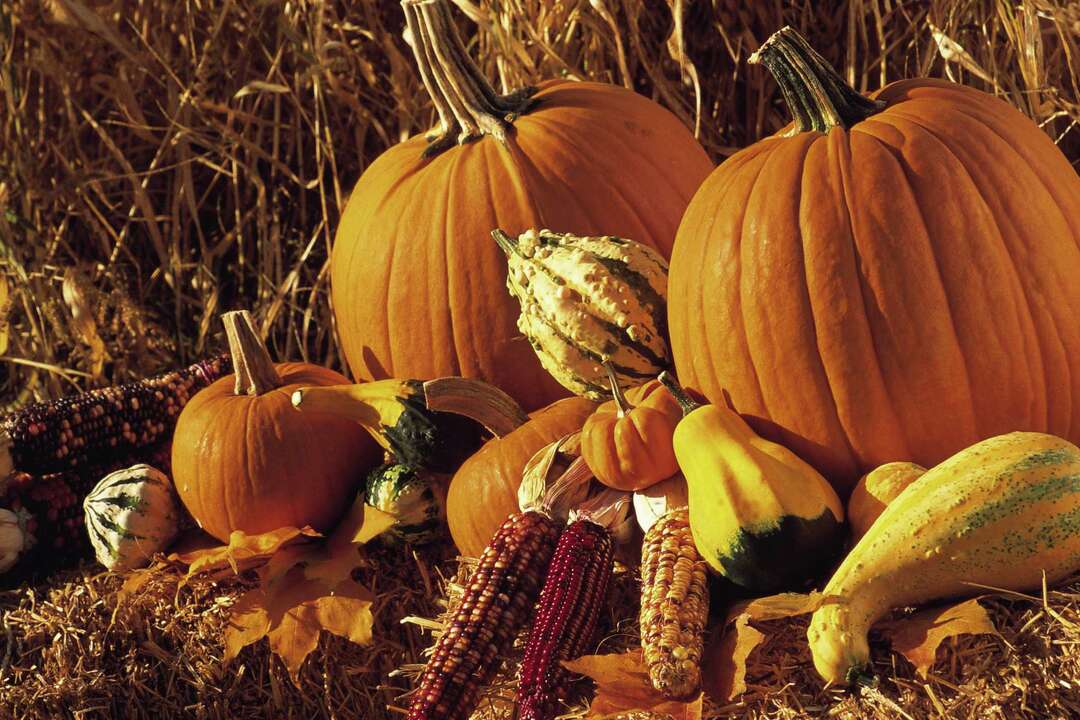 Vining Varieties of Squash