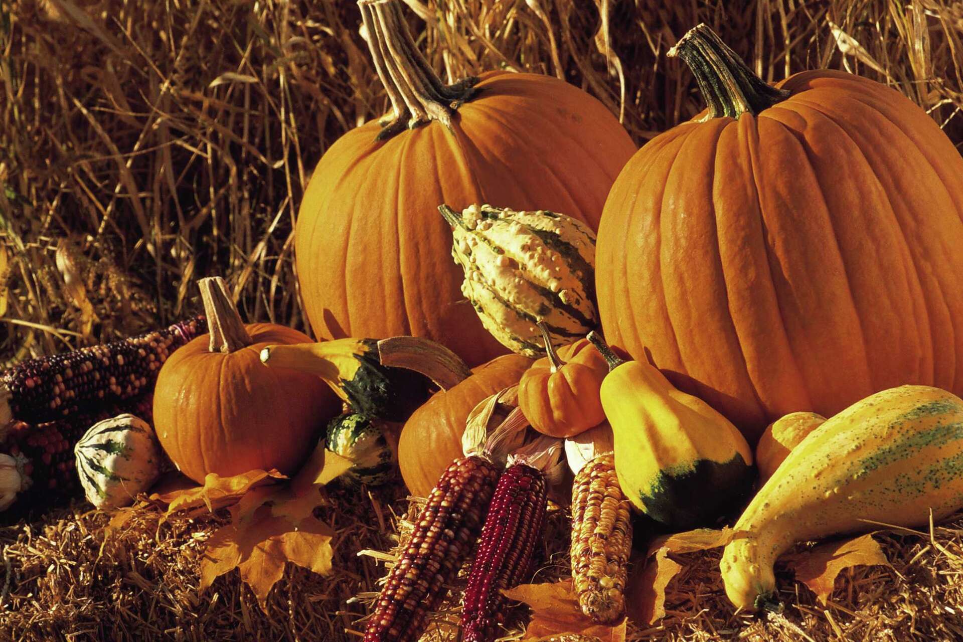 Vining Varieties of Squash