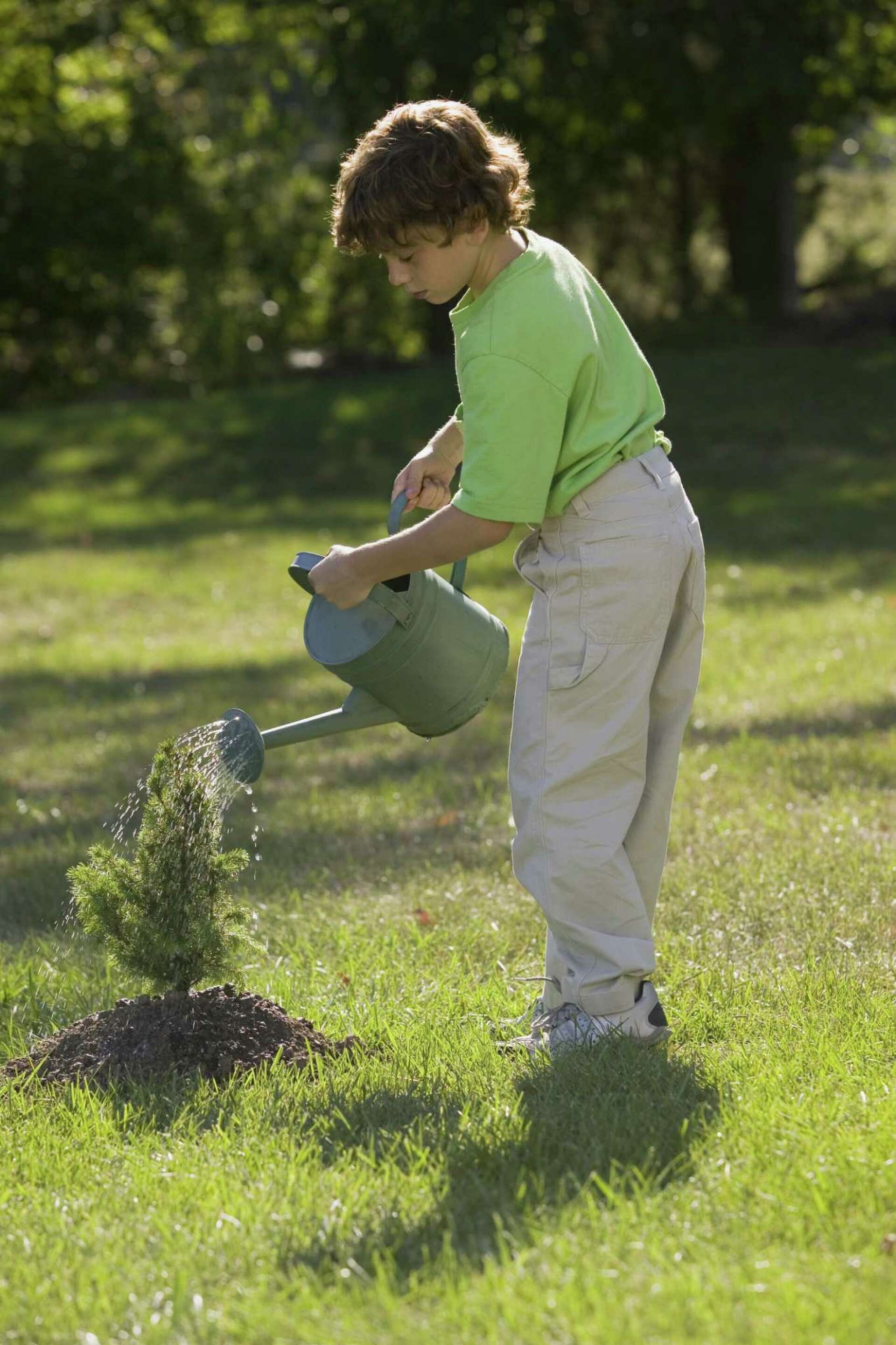 How to Water a Conifer
