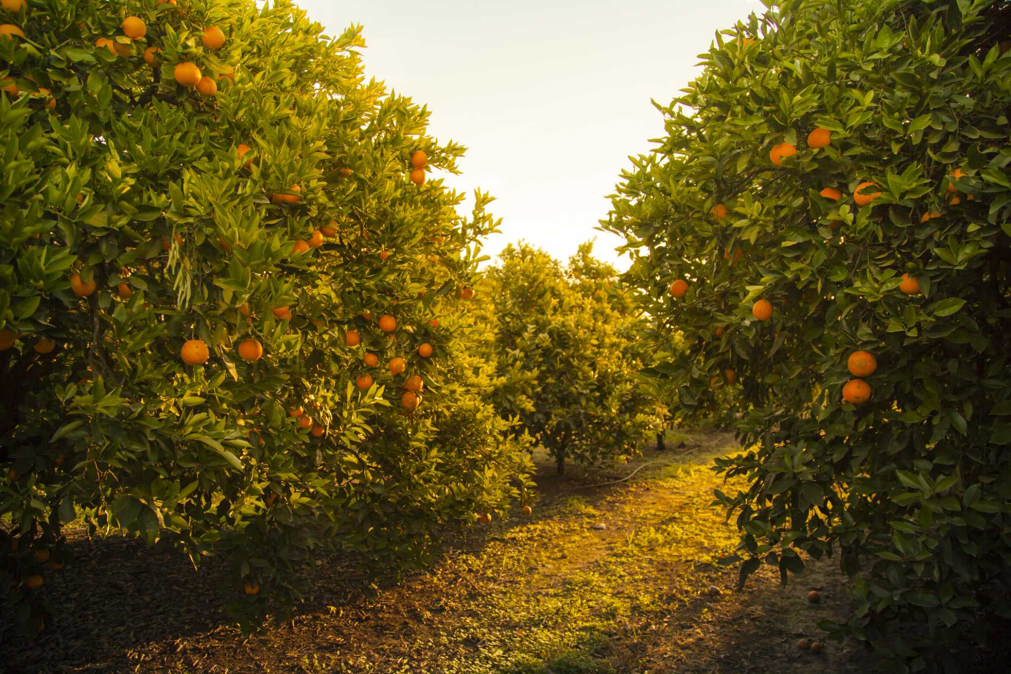 How to Water and Fertilize Orange Trees