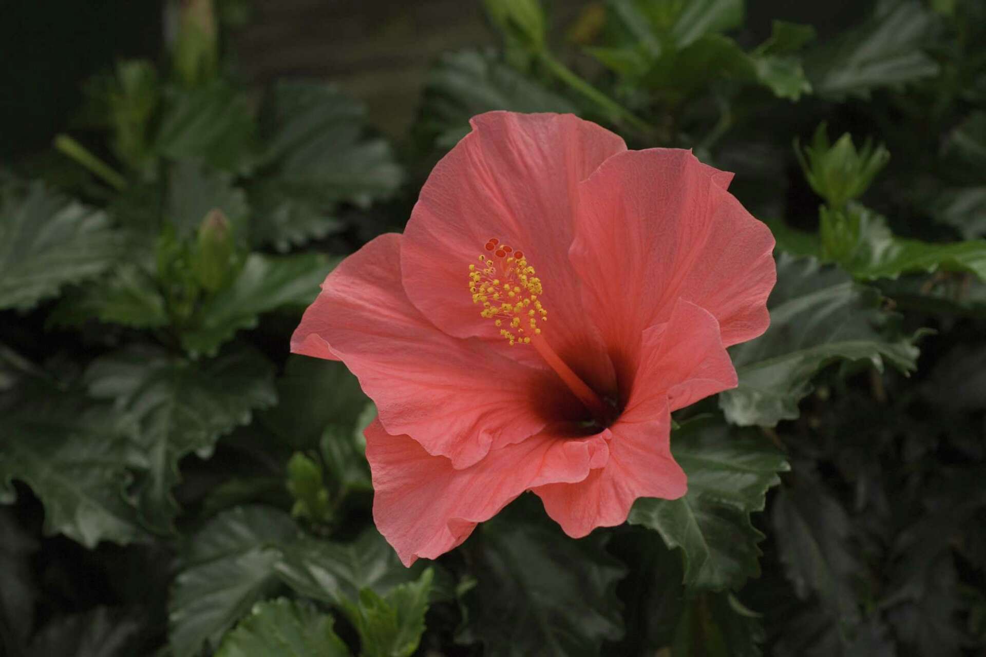 Watering Hibiscus with Vinegar