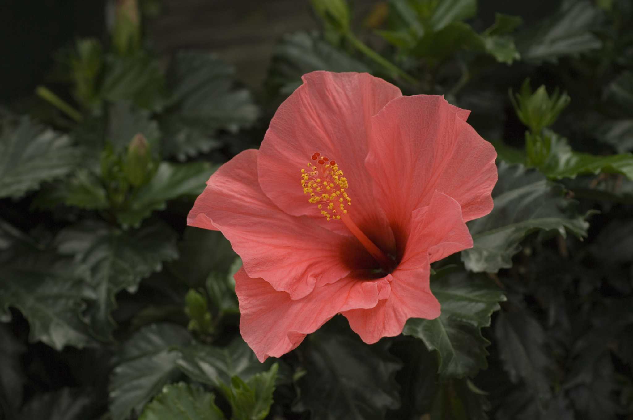 Watering Hibiscus with Vinegar
