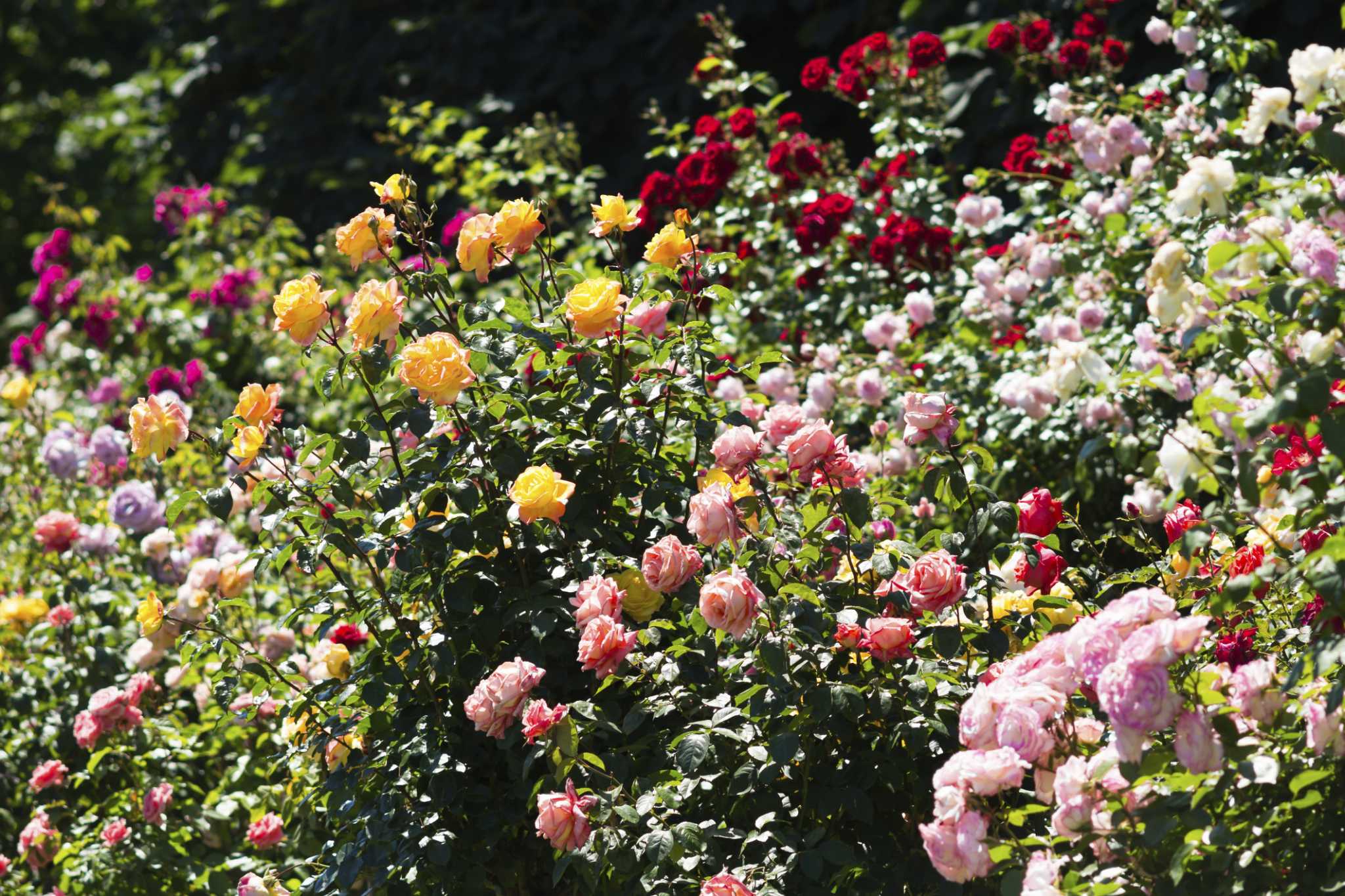 Watering Systems for Rose Beds