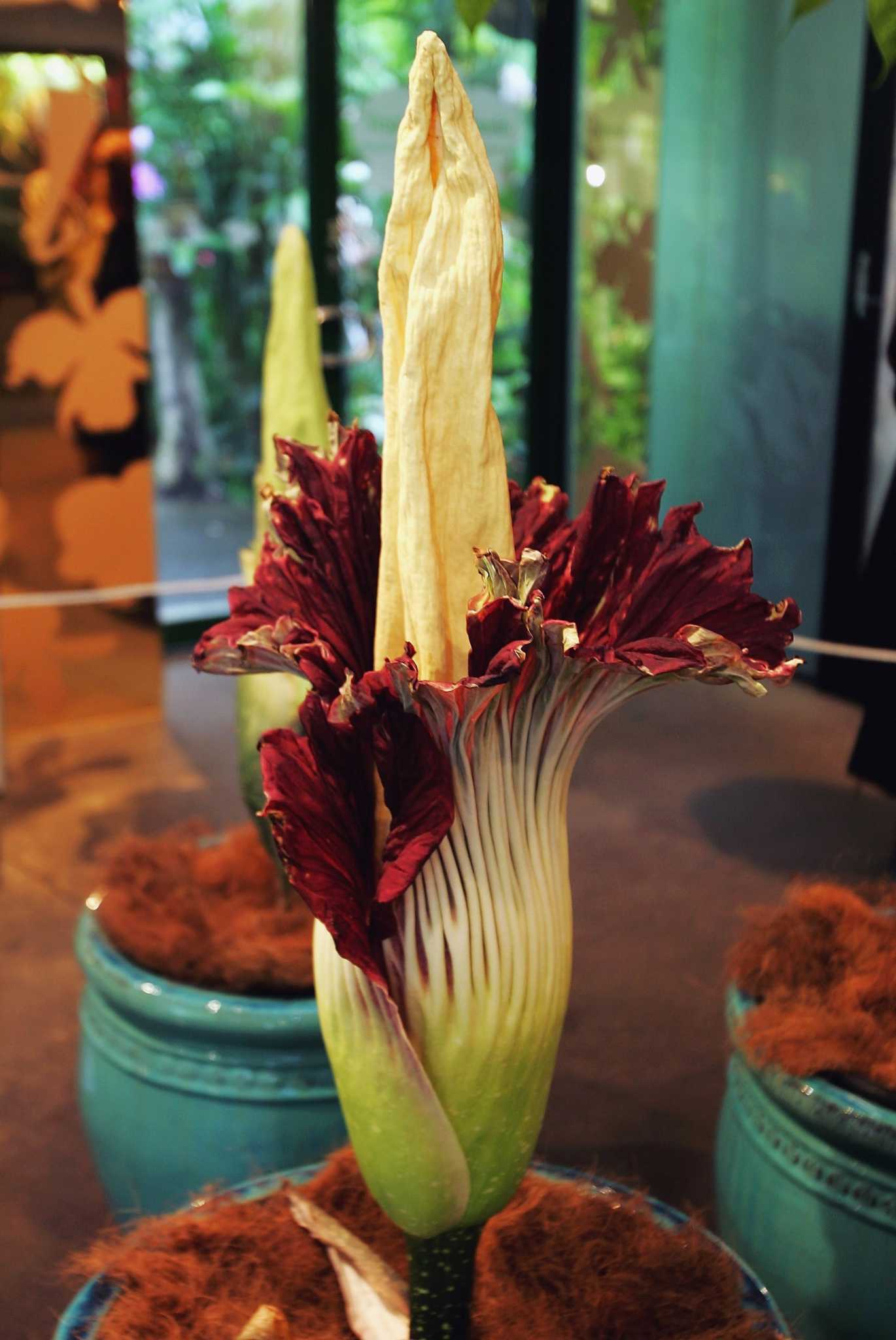 Problems With Voodoo Lilies