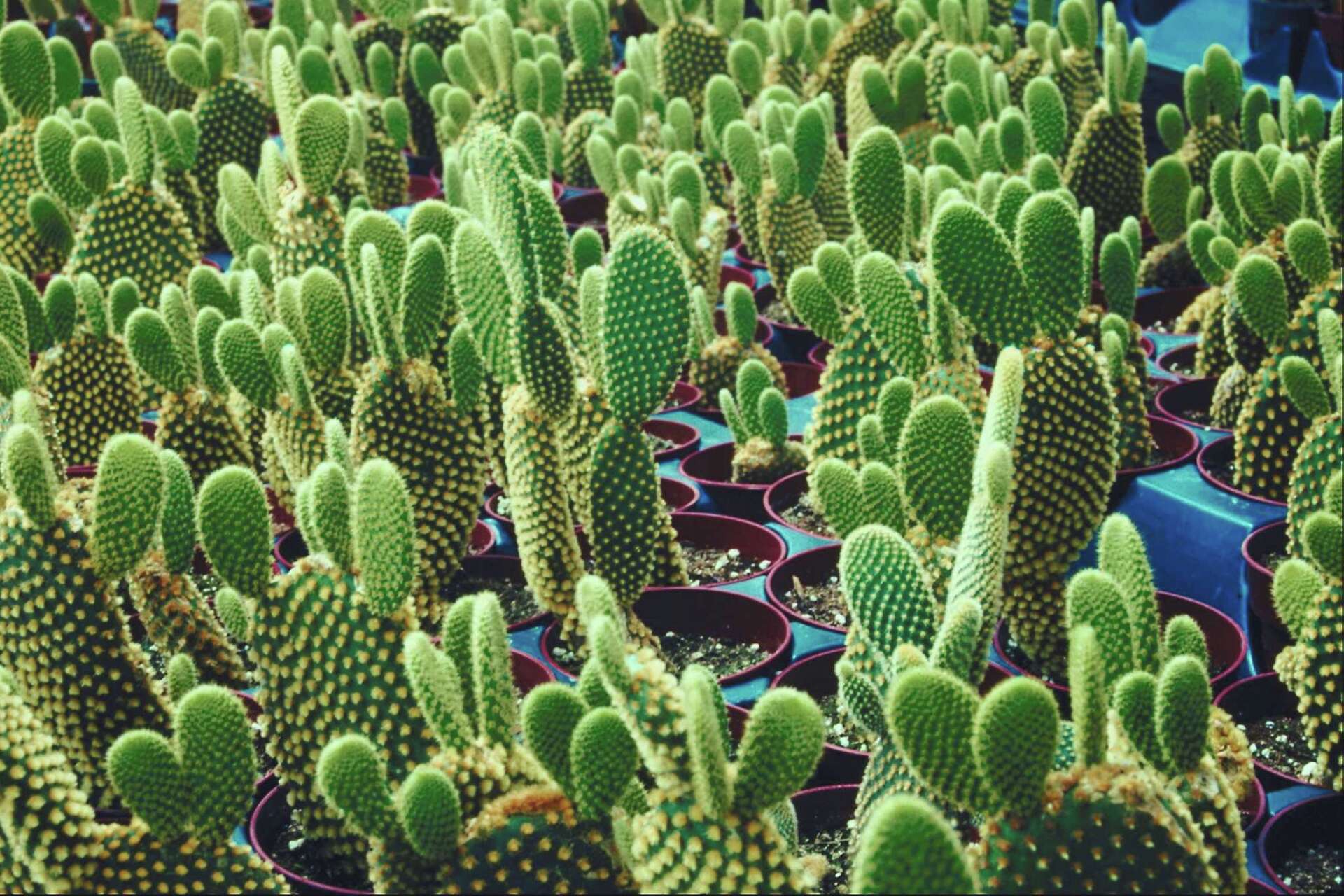 How to Propagate a Cactus From a Paddle