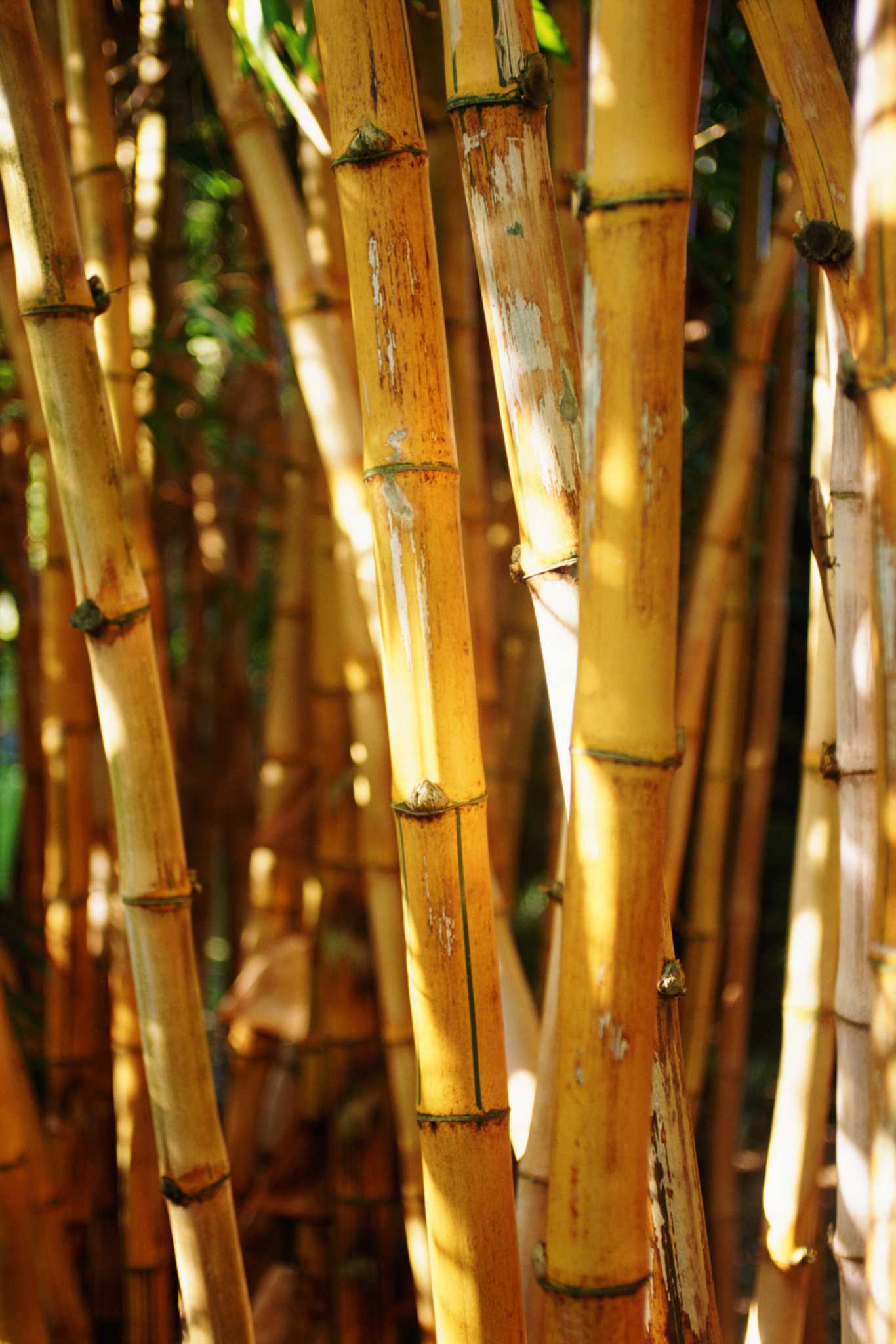 How to Propagate Clumping Bamboo