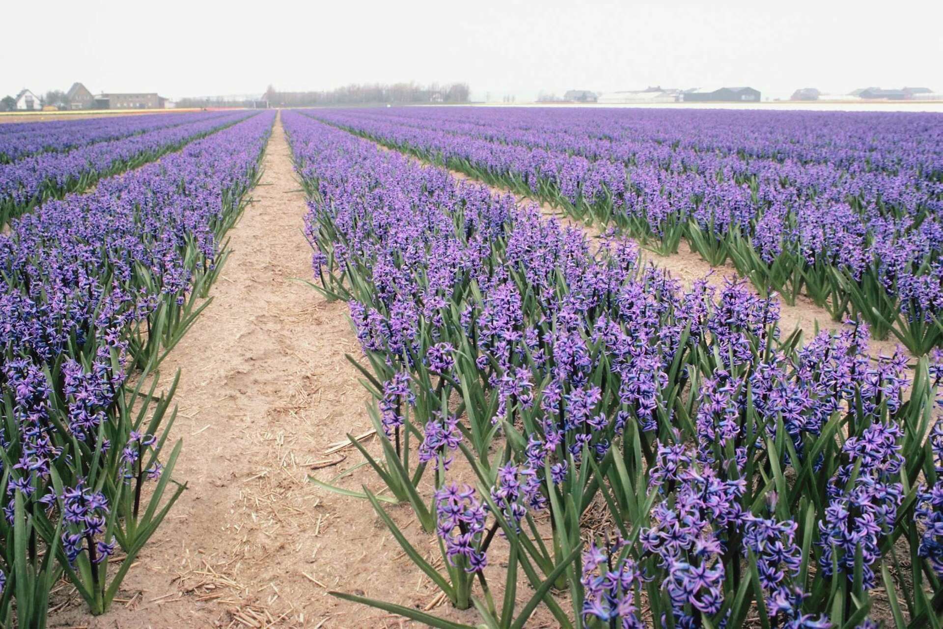 How to Propagate Hyacinths by Cutting Off the Basal Plate