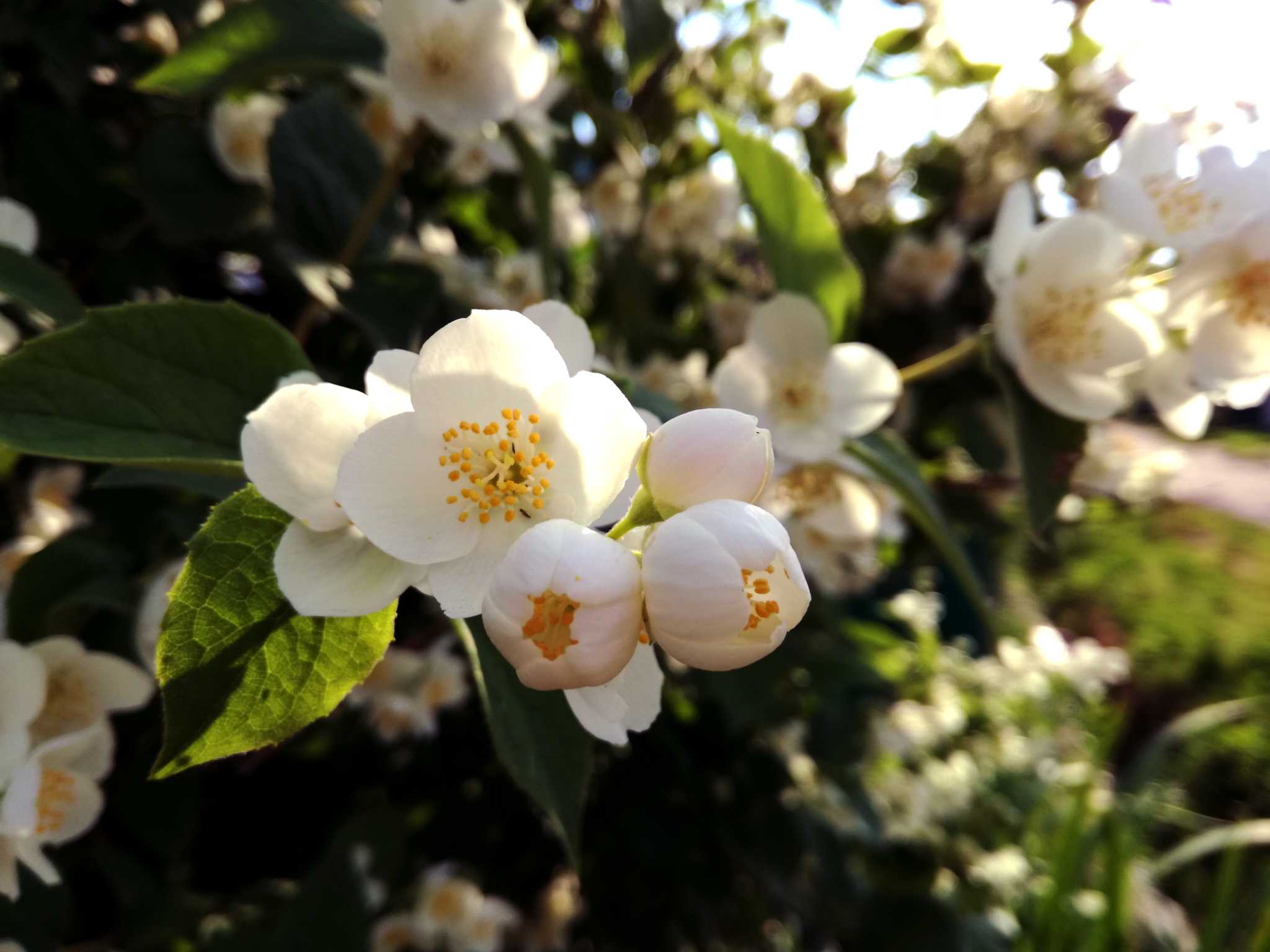 How to Propagate Jasmine From Cuttings