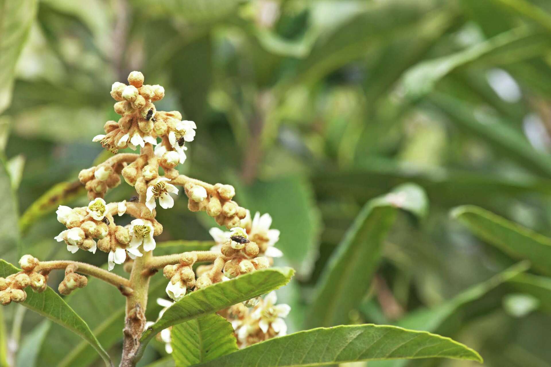 How to Propagate Loquats From Seed