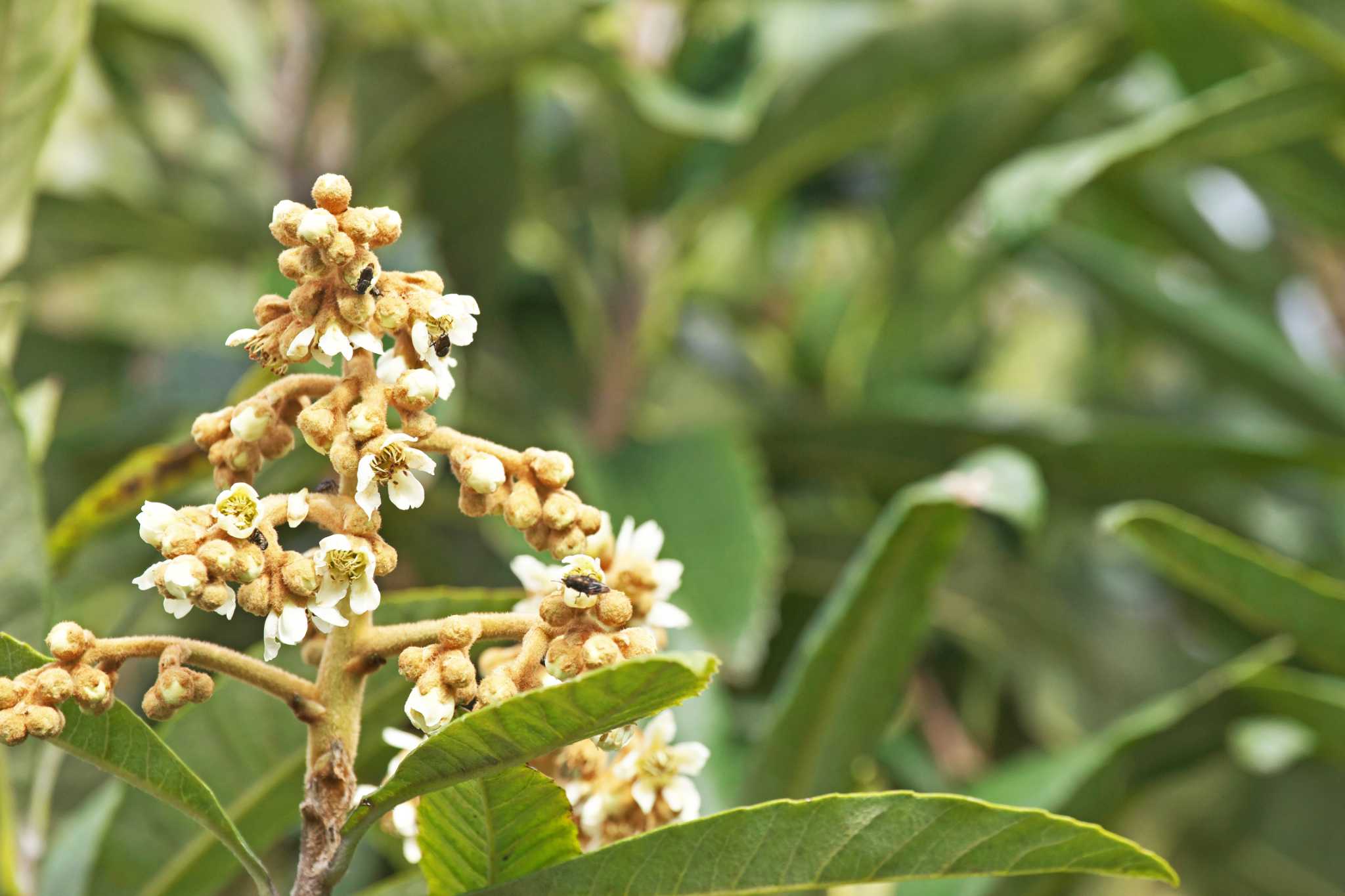 How to Propagate Loquats From Seed