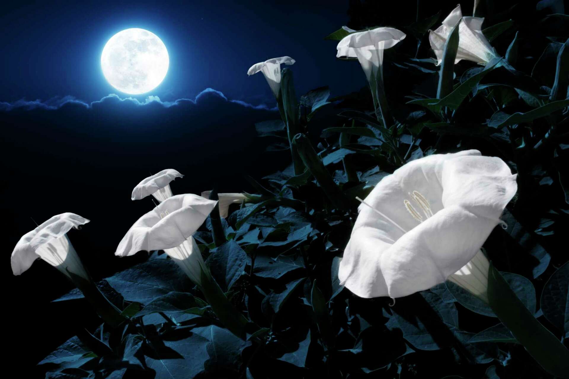 The Best Ways to Germinate White Moonflower Seeds