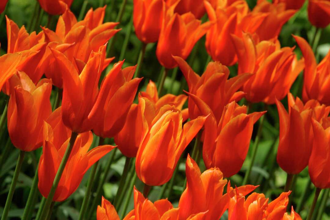 How to Propagate Tulips