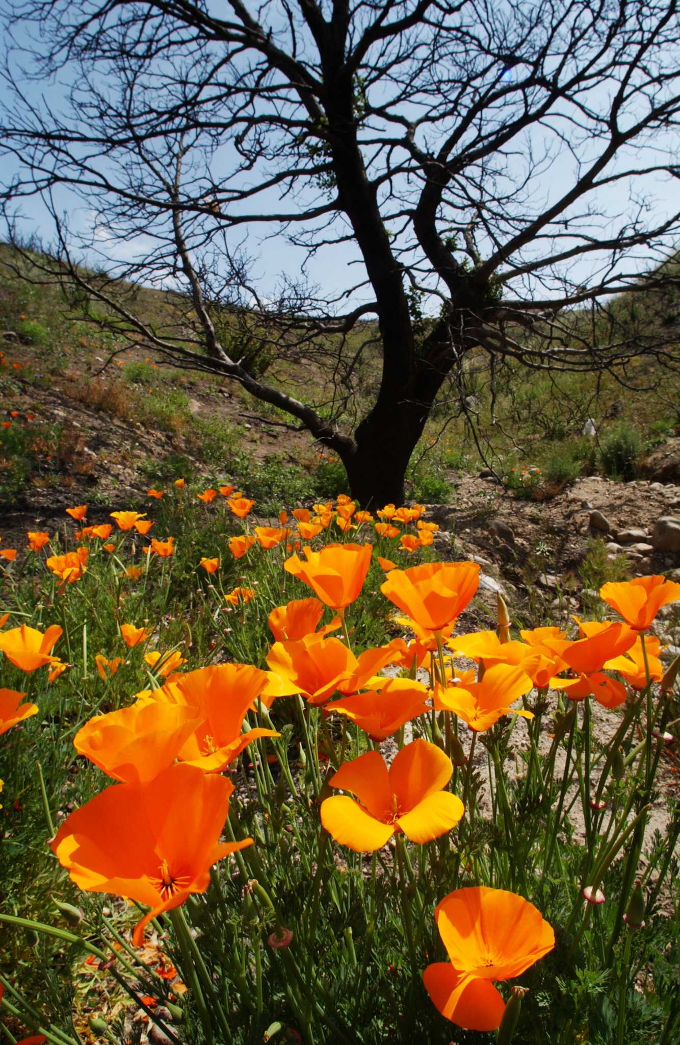 How to Propagate Wild California Poppy Seeds