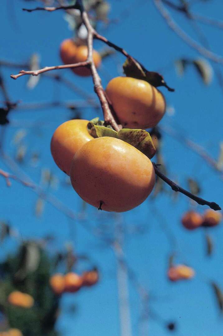 Propagating a Persimmon by Stem Cuttings