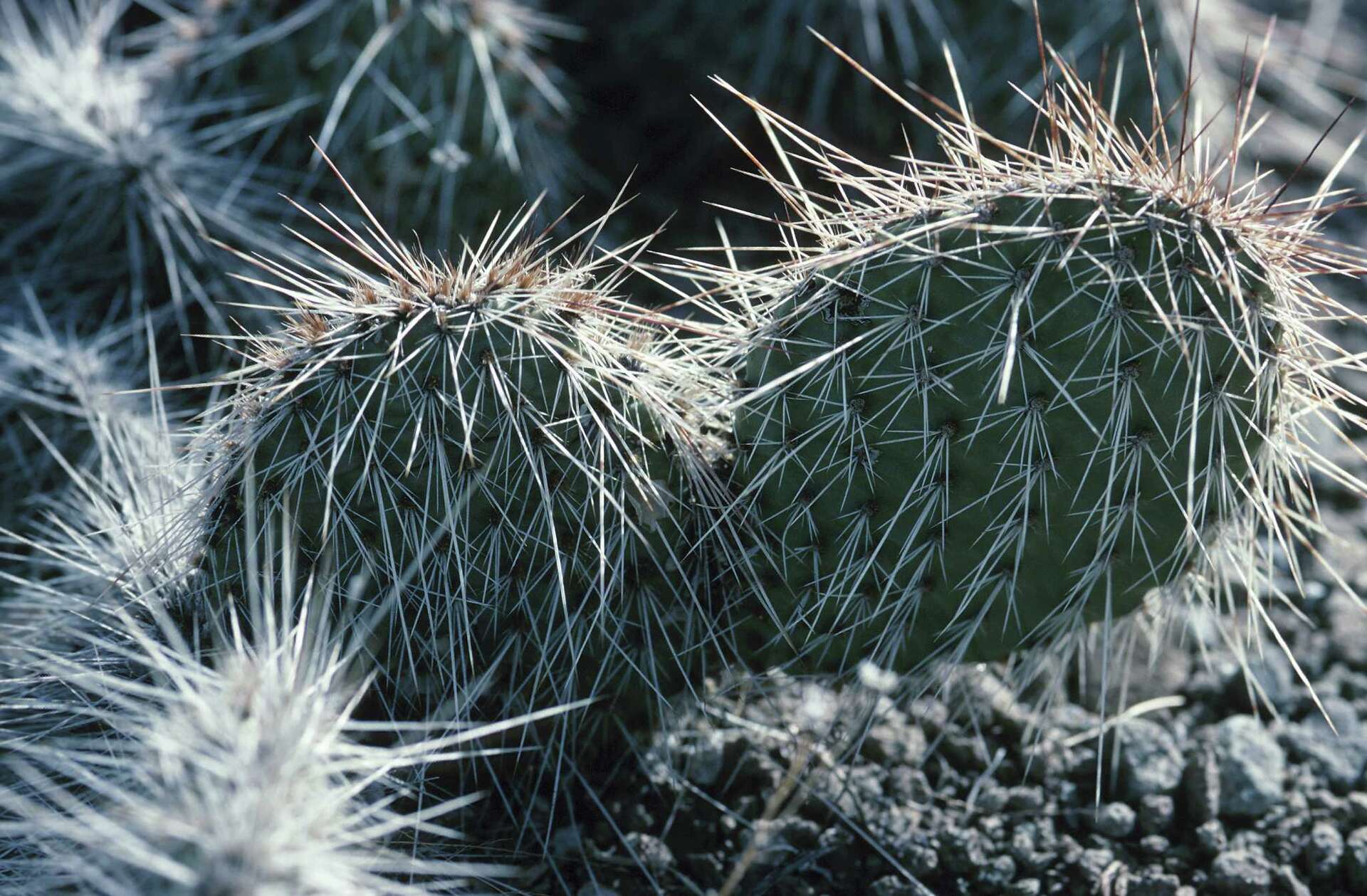 How to Weed Around a Cactus