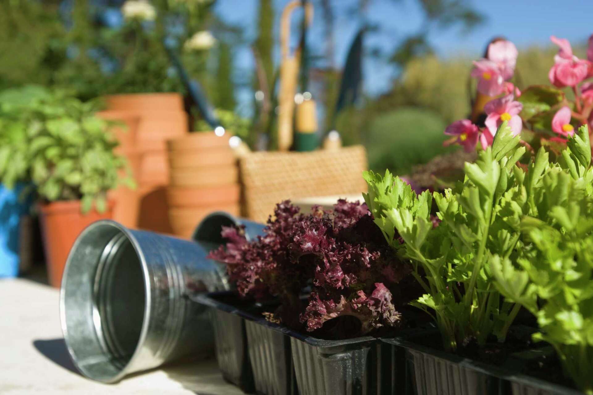 The Proper Pot Size for Plants in Container Gardening