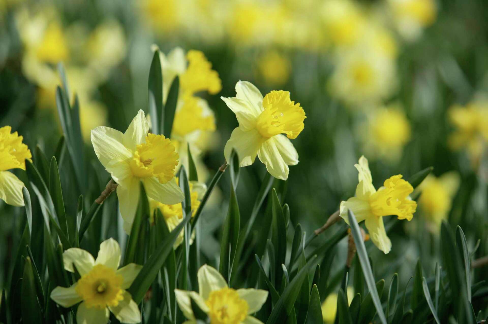 When Is the Proper Time to Cut Back Daffodils?
