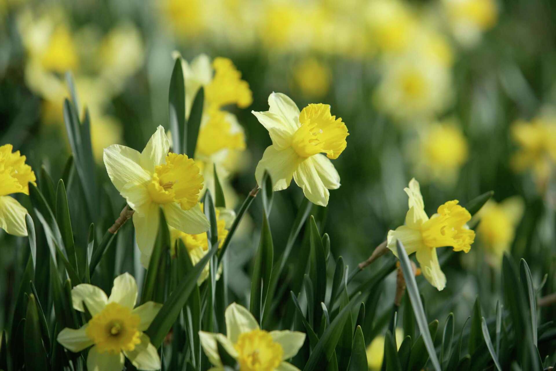 When Is the Proper Time to Cut Back Daffodils?
