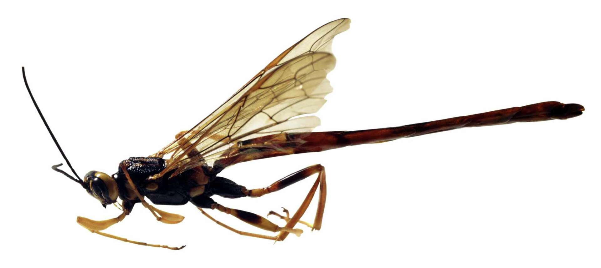 Western Red Cedar Pests