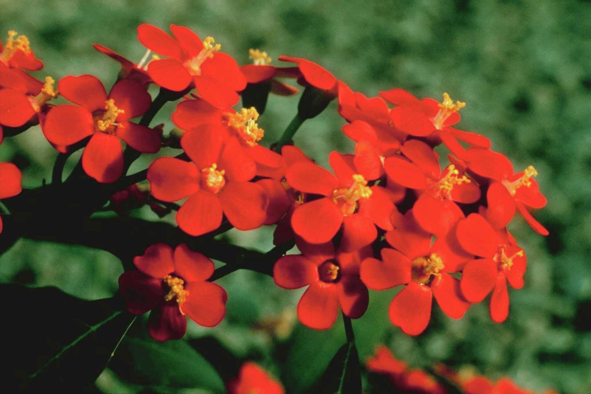 What Is the Proper Way to Trim Crown of Thorn Bushes?