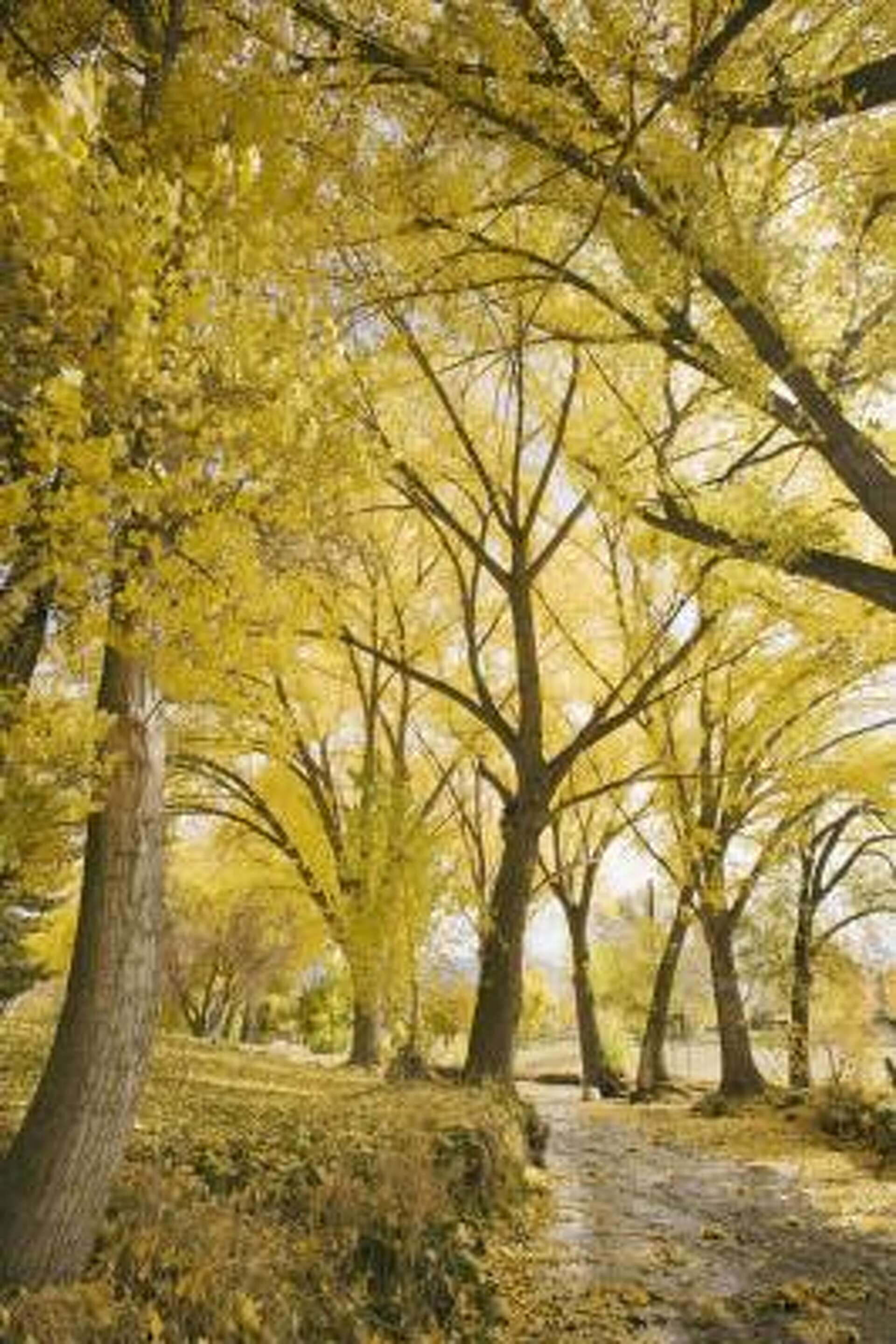 What are Closed Canopy Forests?
