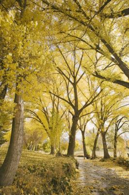 What are Closed Canopy Forests?