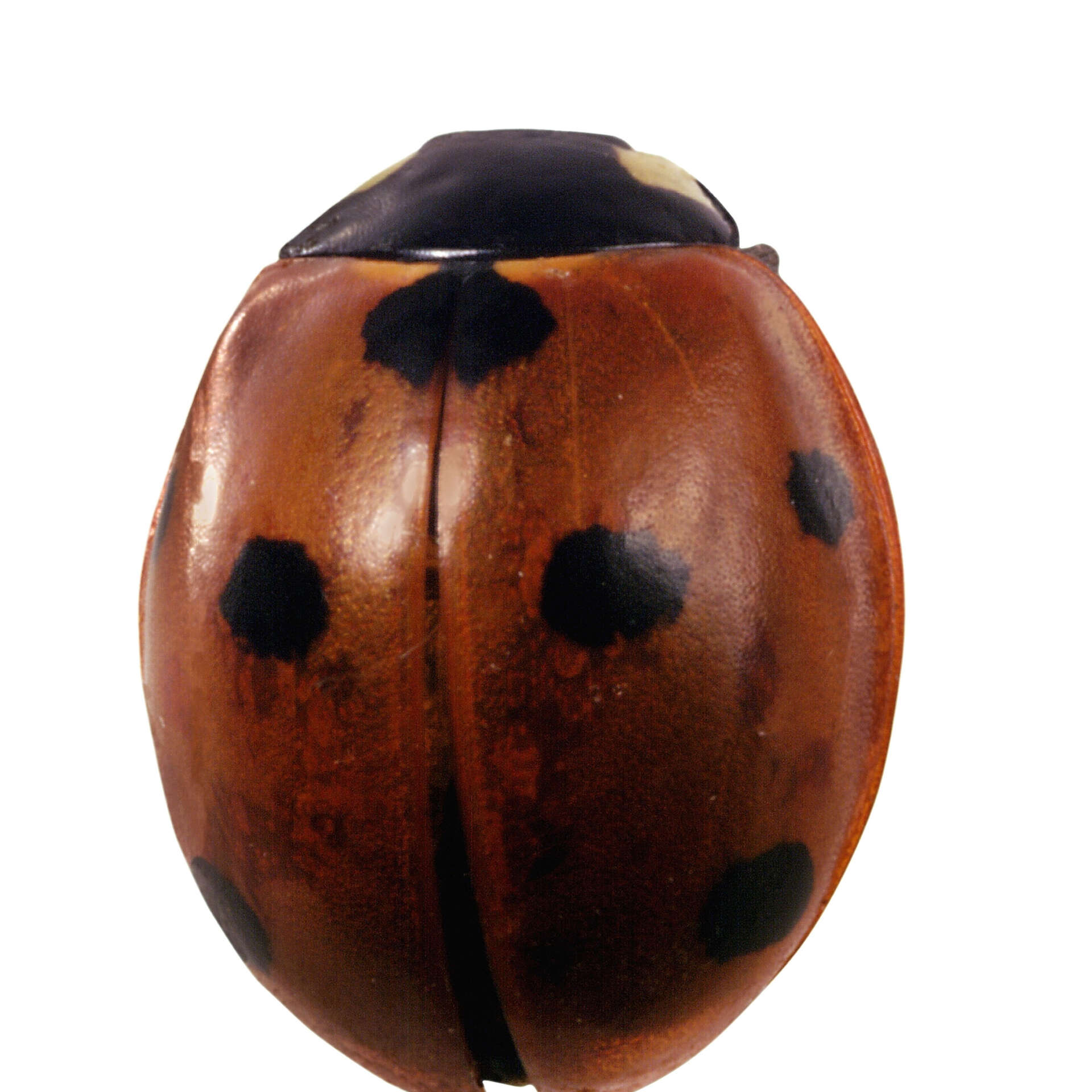 What Do the Spots on a Ladybug Mean?