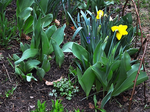 What Flowers Bloom In May | Best Flower Site