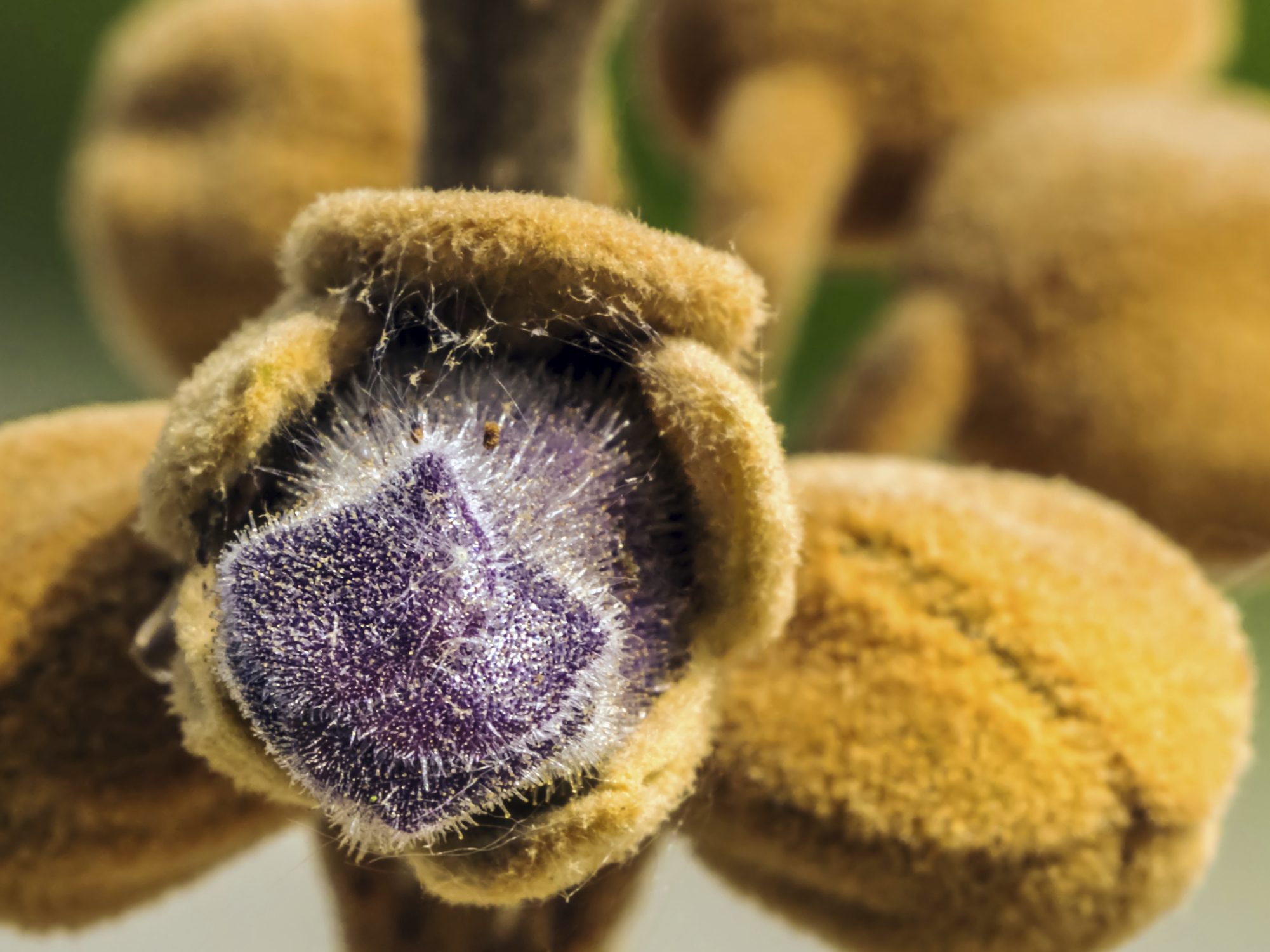 Pros & Cons of Empress Trees