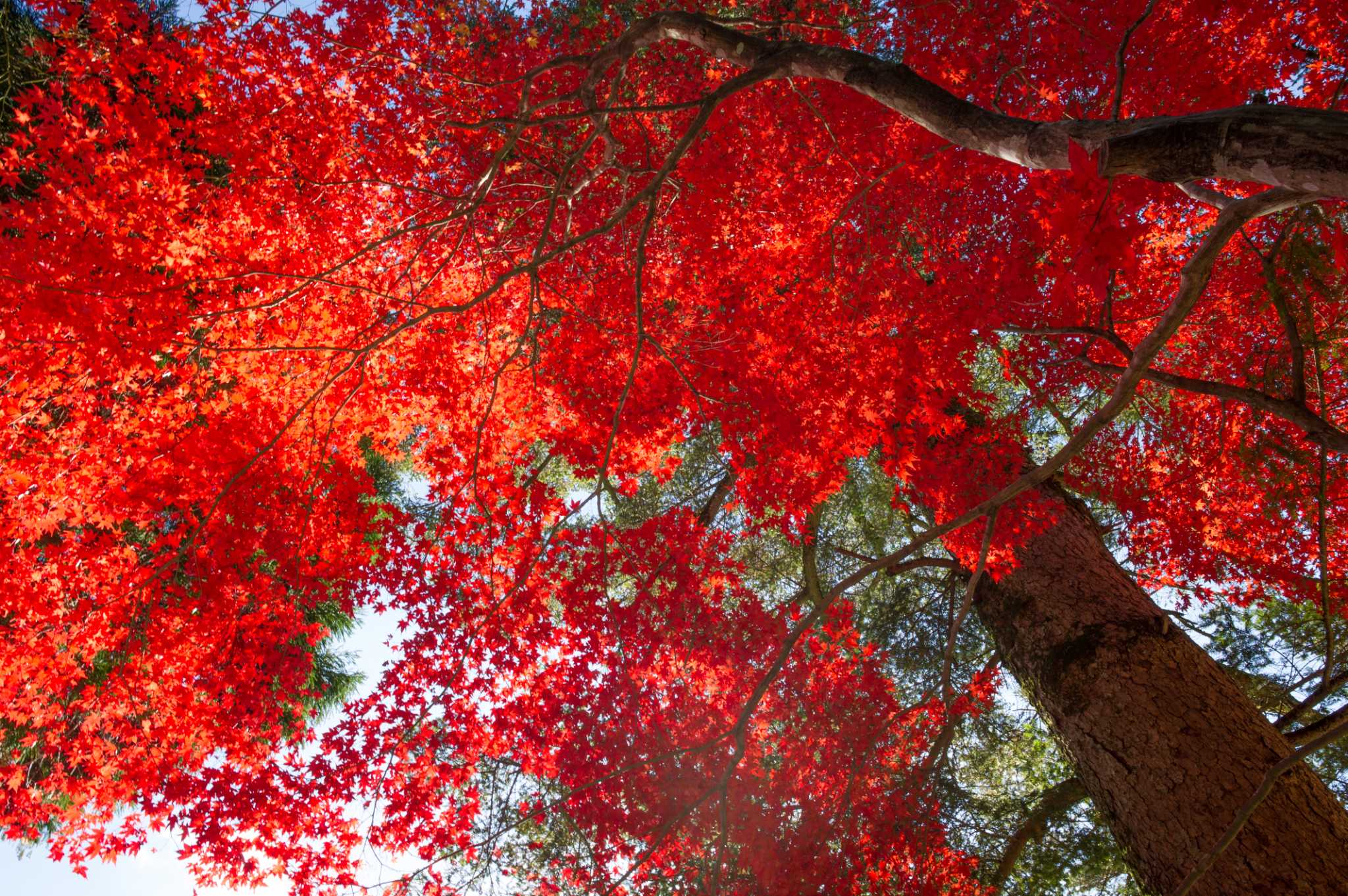 Pros & Cons of Red Maple Trees