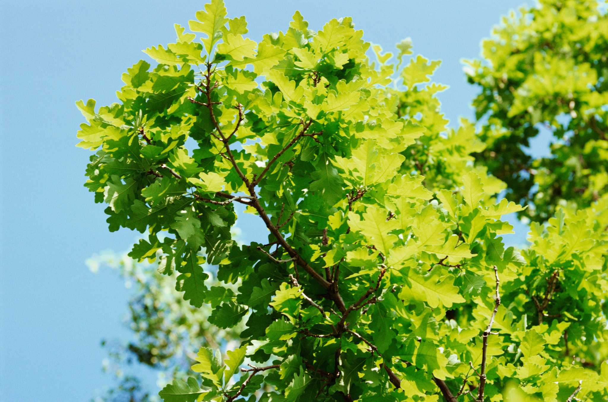 Yellowing of Oak Tree Leaves From Outer to Inner