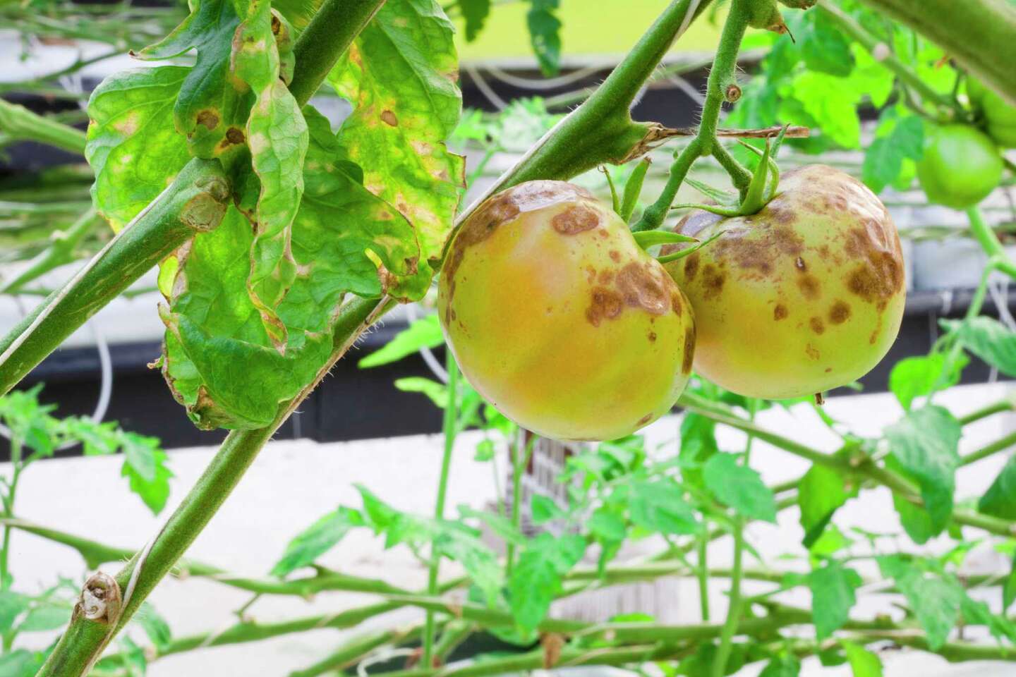 White and Sticky Plant Diseases