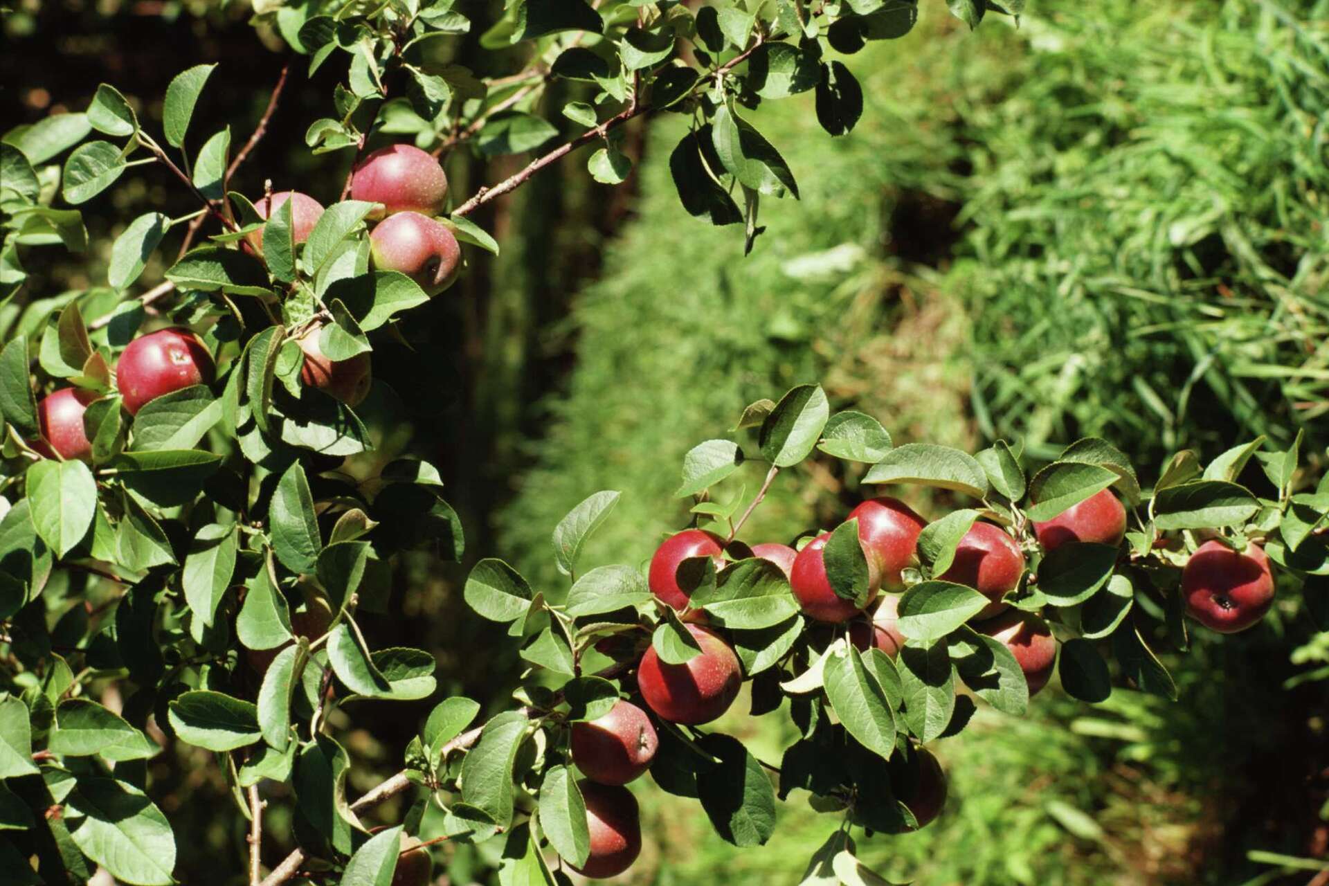 How to Prune an Apple Basal Cluster