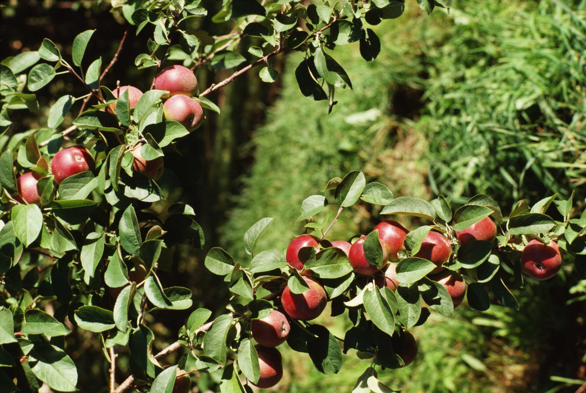 How to Prune an Apple Basal Cluster