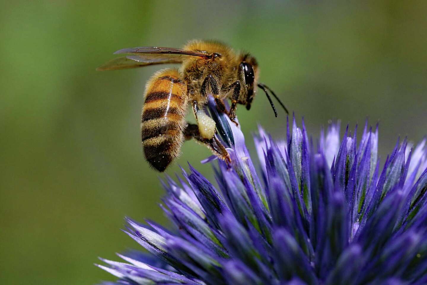 How to Prune Bee Balm