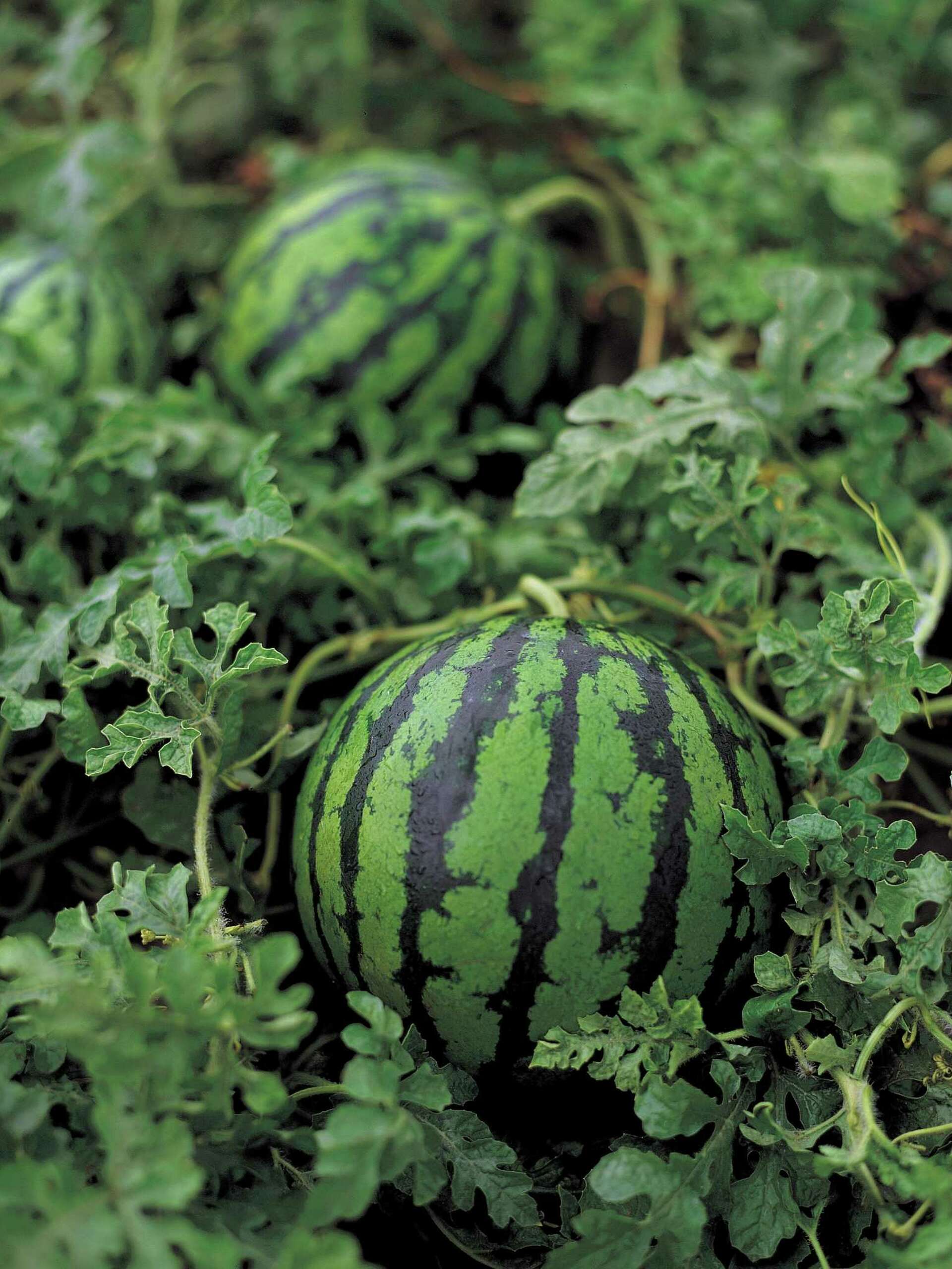 What Wild Animals Eat Watermelons in a Garden?