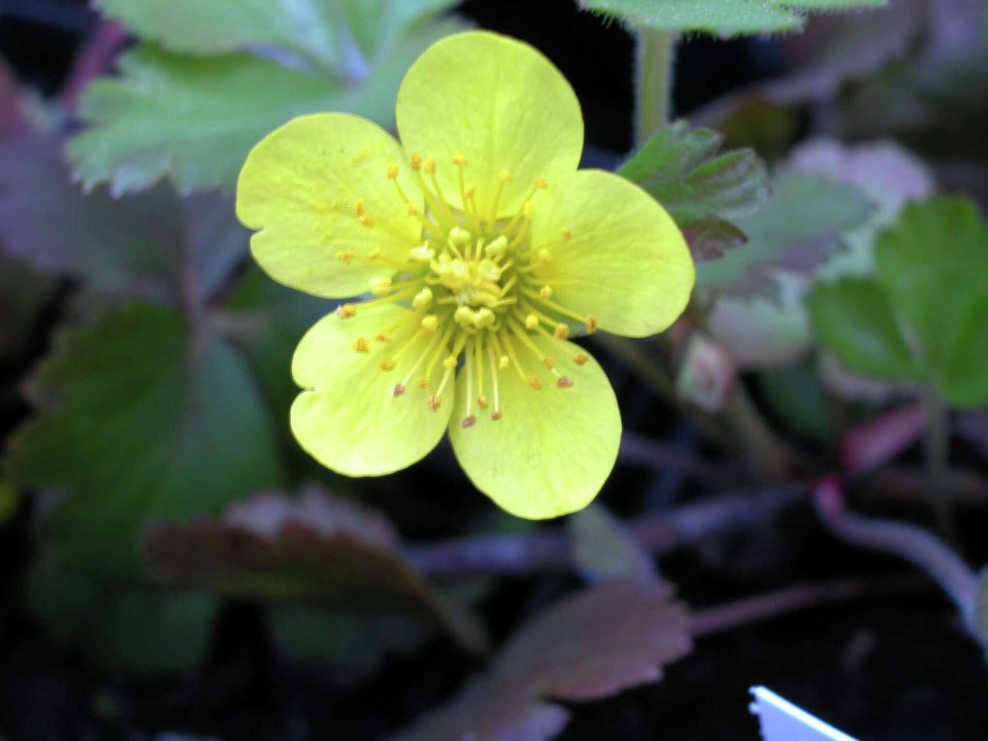 How to Prune Buttercups