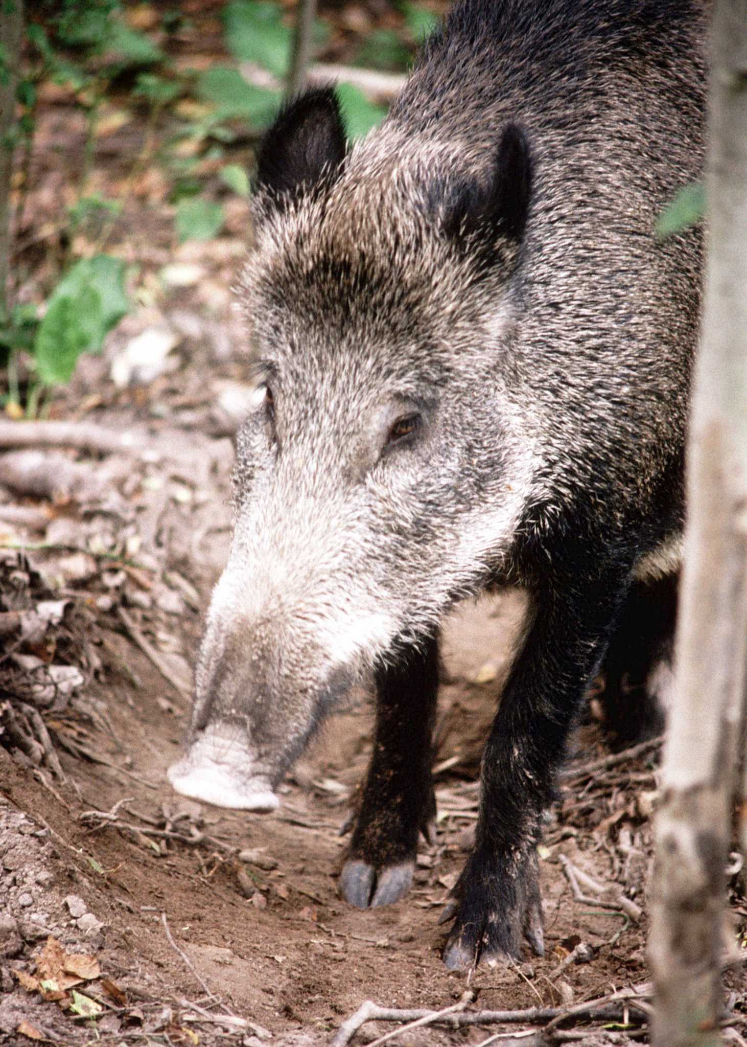What Are Wild Pigs Digging Up in Lawns?