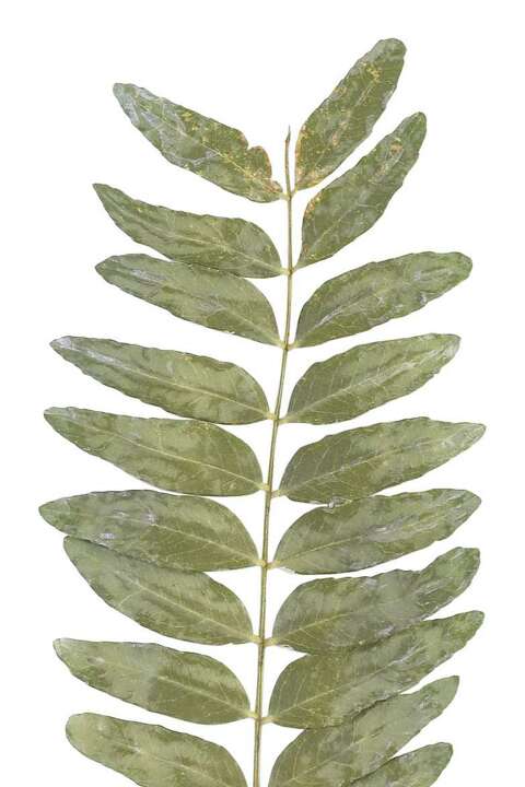 Willow Blight