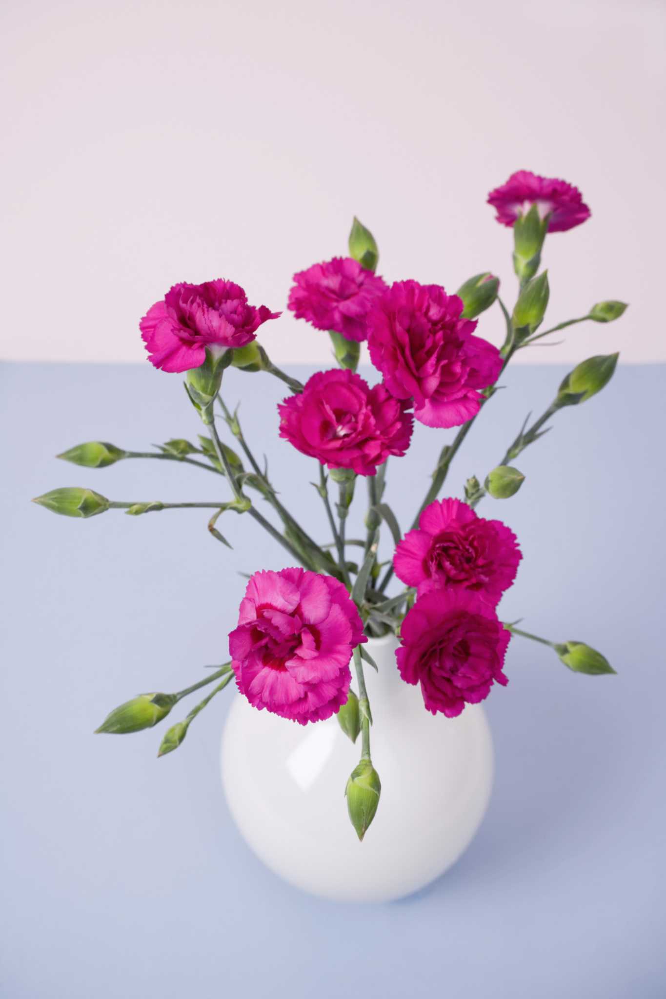 Wilting Carnations