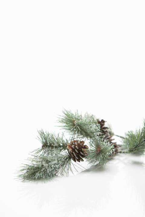 How to Prune a Dwarf Pine