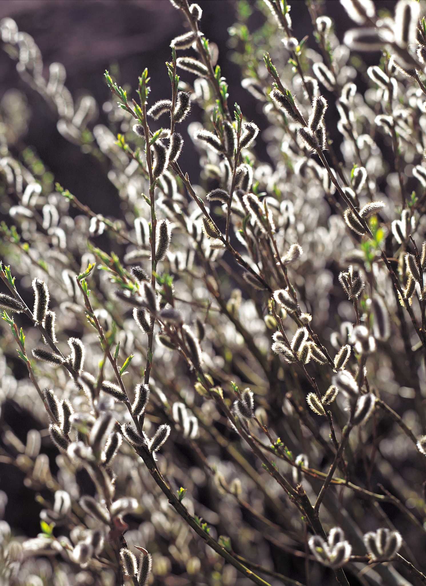 When to Prune a Dwarf Willow Bush