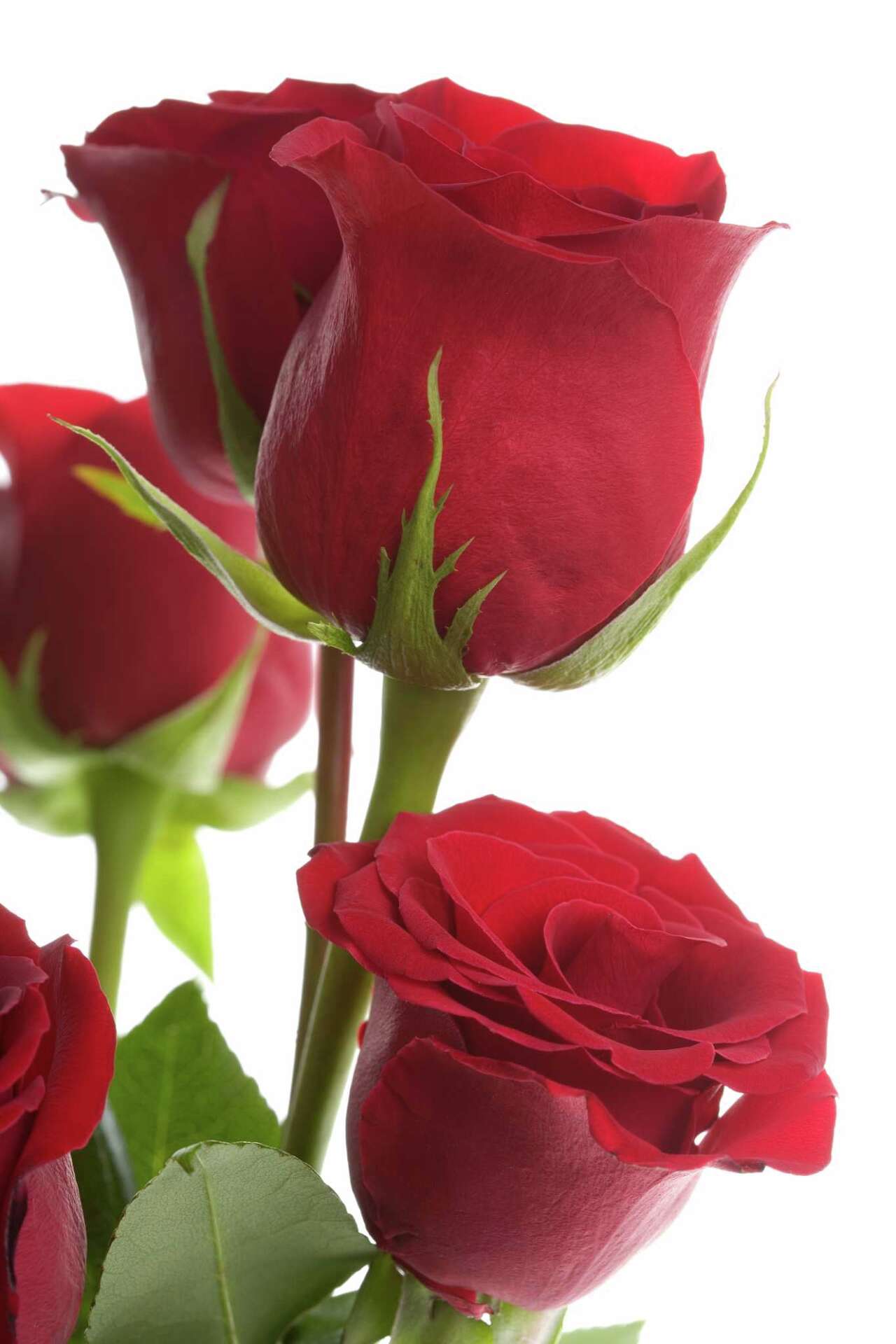 When Do You Prune Everblooming Roses?