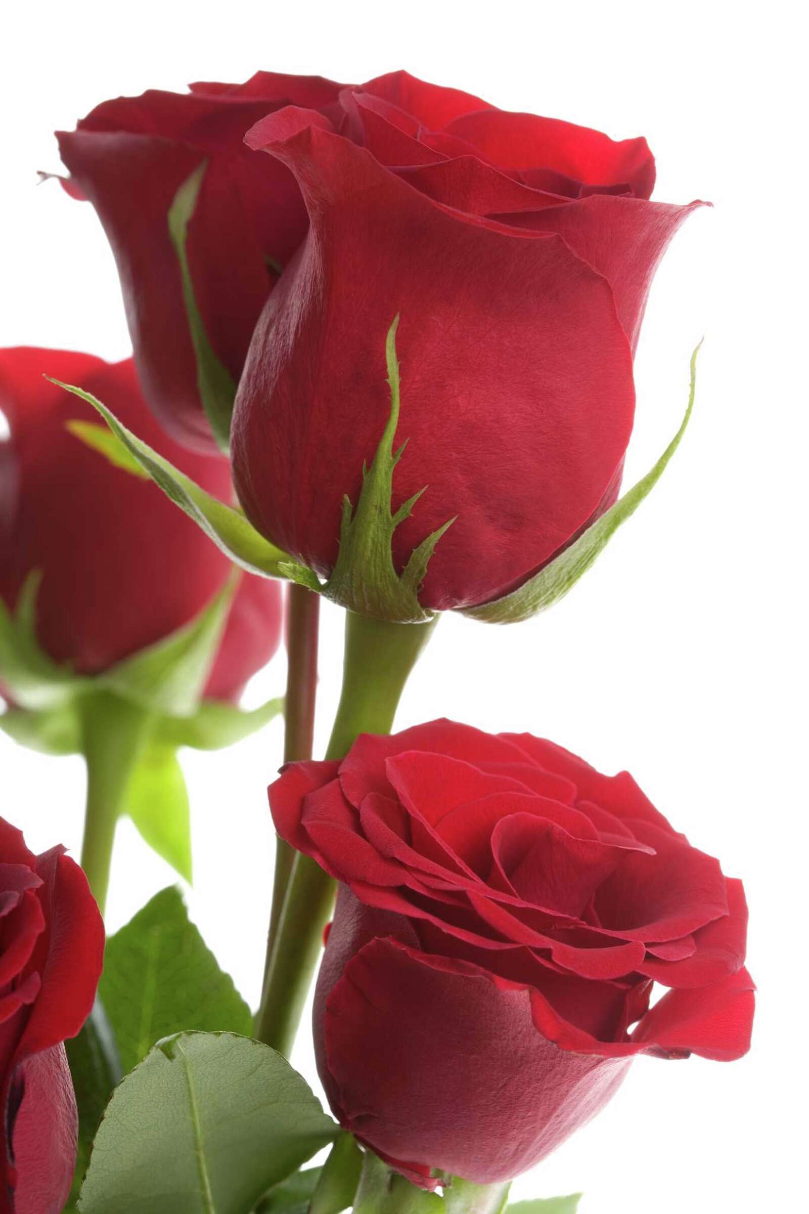 When Do You Prune Everblooming Roses?