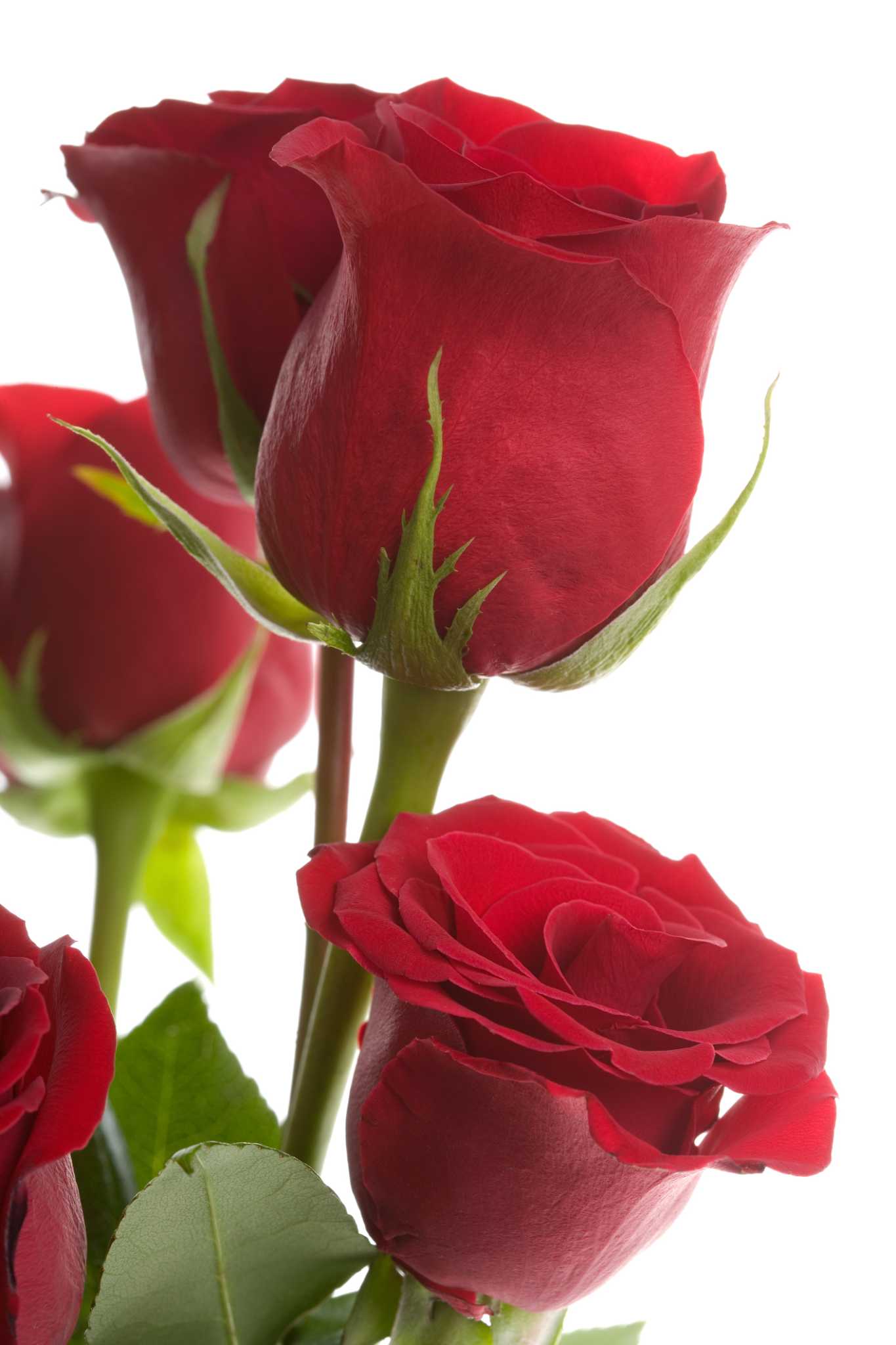 When Do You Prune Everblooming Roses?