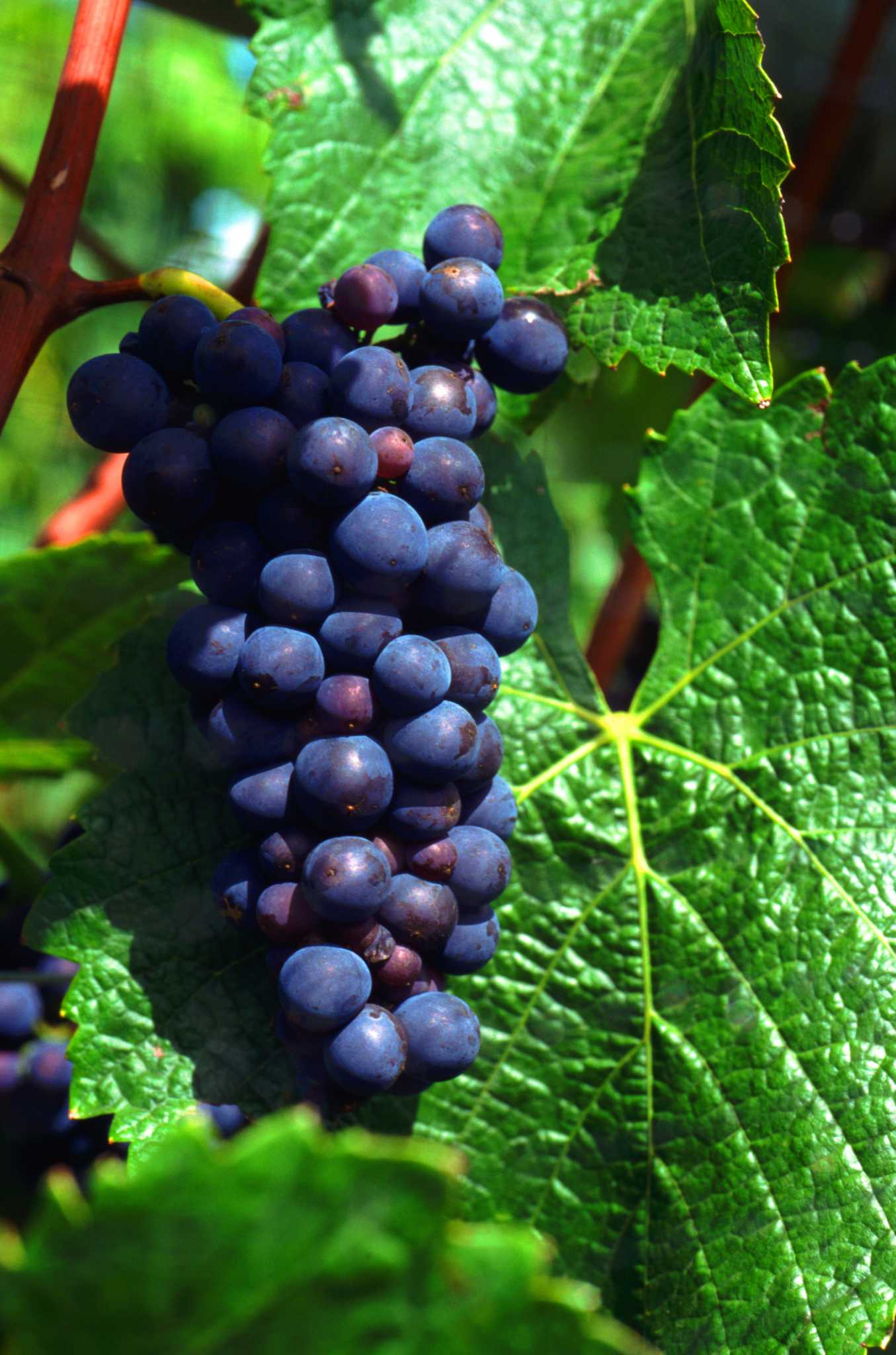 How to Prune Grapes With the Kniffen System